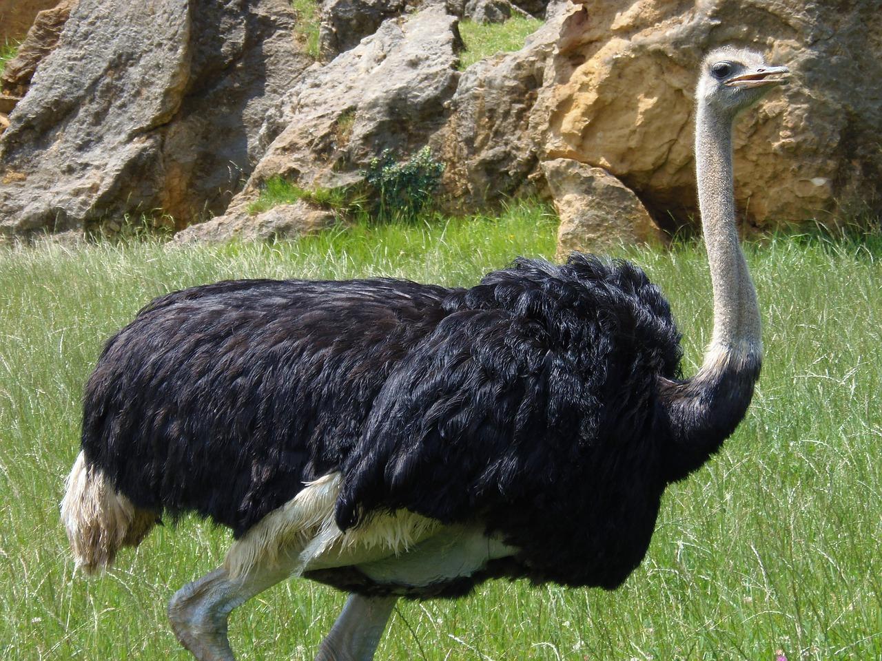 Ostriches as Pets: Guidelines and General Tips