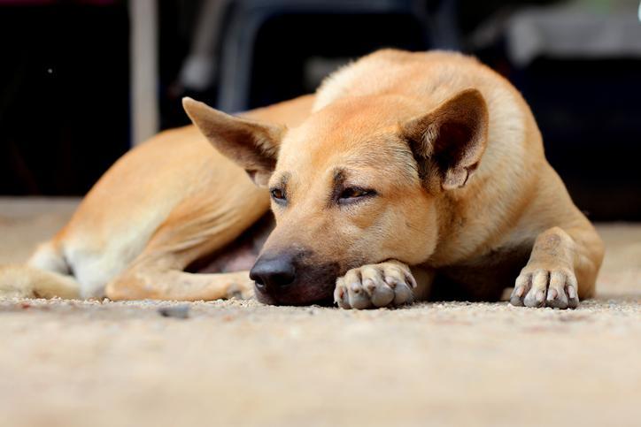 My Female Dog Has Vaginal Discharge - Causes and Treatment