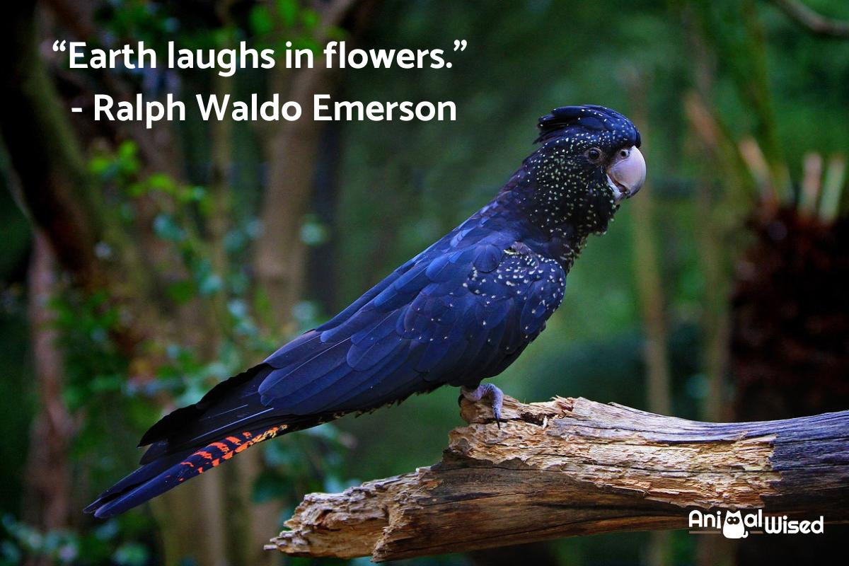 70+ Bird Sayings and Phrases - Quotes and Idioms With Birds