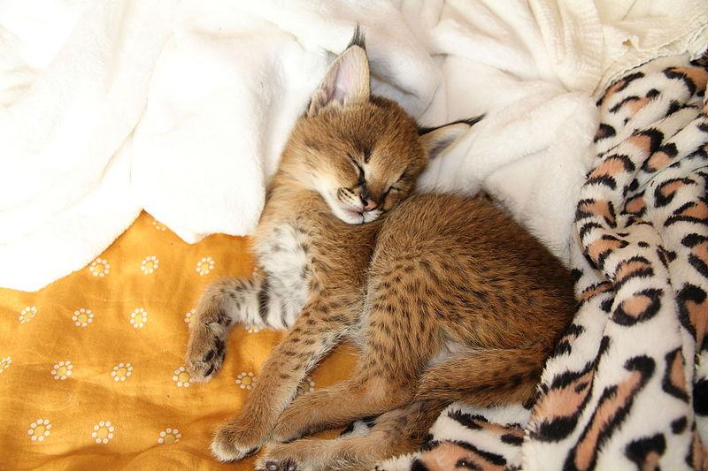 Differences Between Ligers and Tigons: All About Cat Hybrids