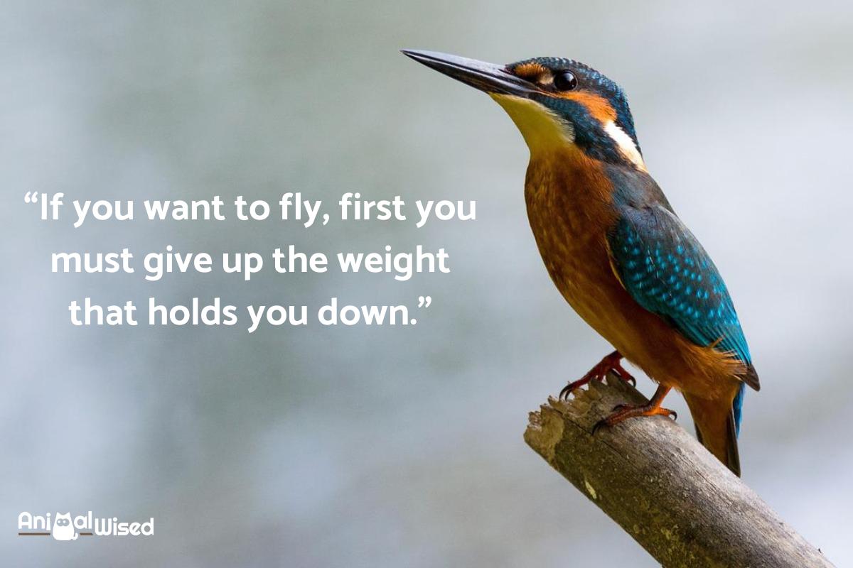 70+ Bird Sayings and Phrases - Quotes and Idioms With Birds