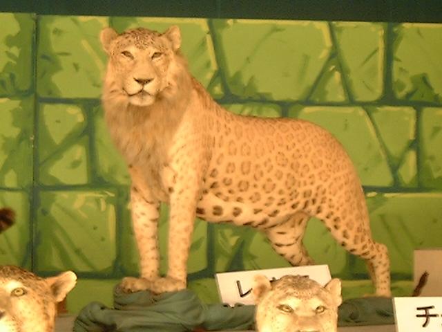 Differences Between Ligers and Tigons: All About Cat Hybrids