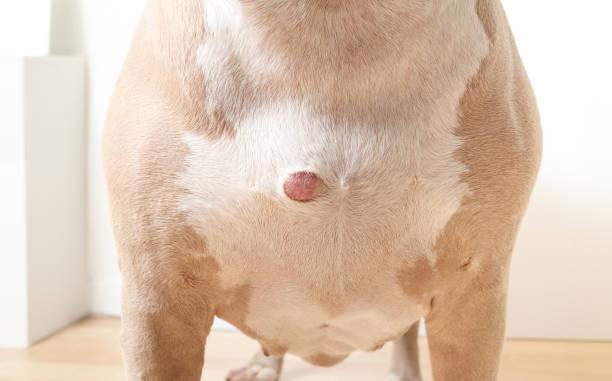 Hard Lump on Dogs - Causes, Diagnosis, and Treatment Options