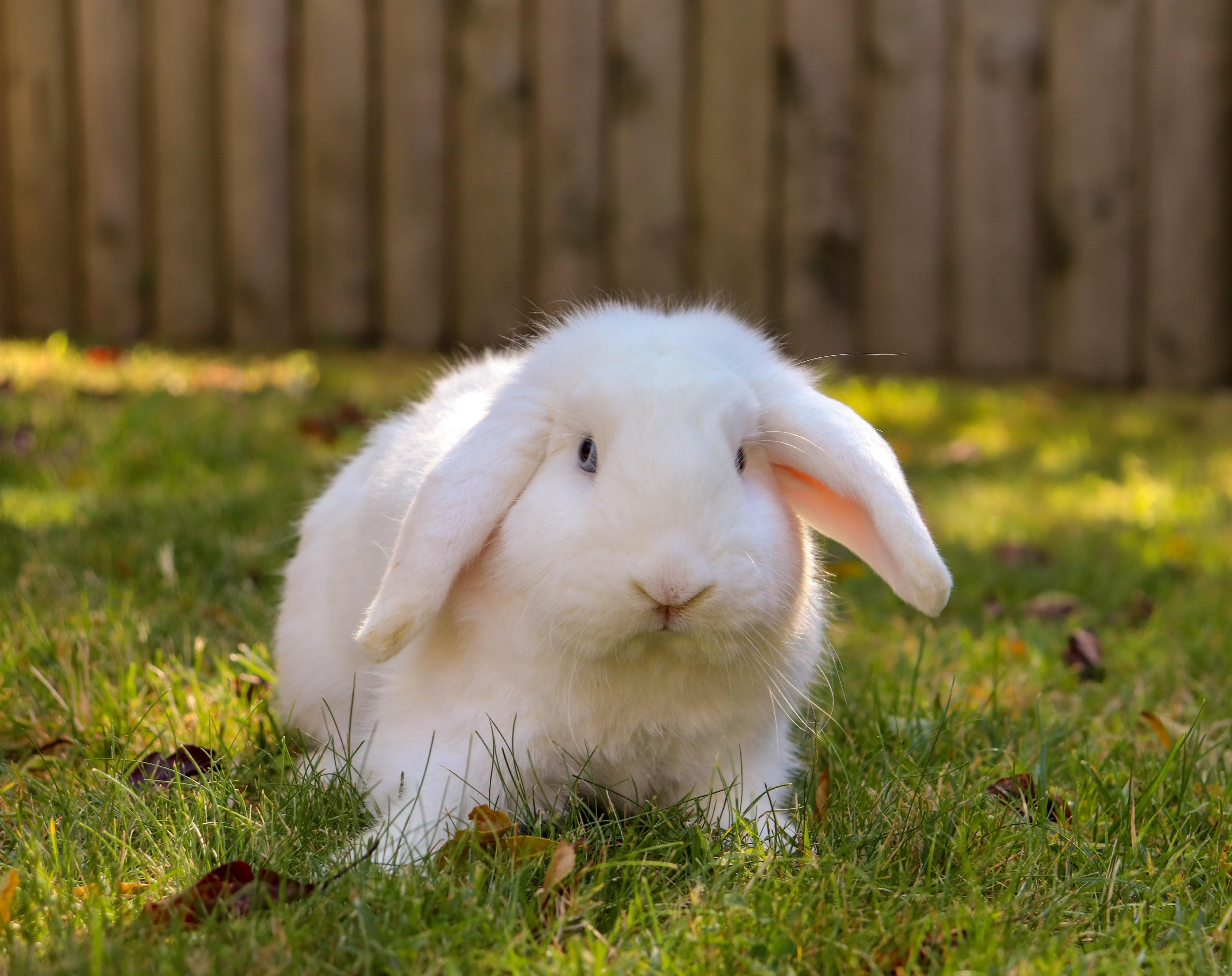Can Pet Rabbits Be Potty Trained? - Litter Training, Tricks And Other ...