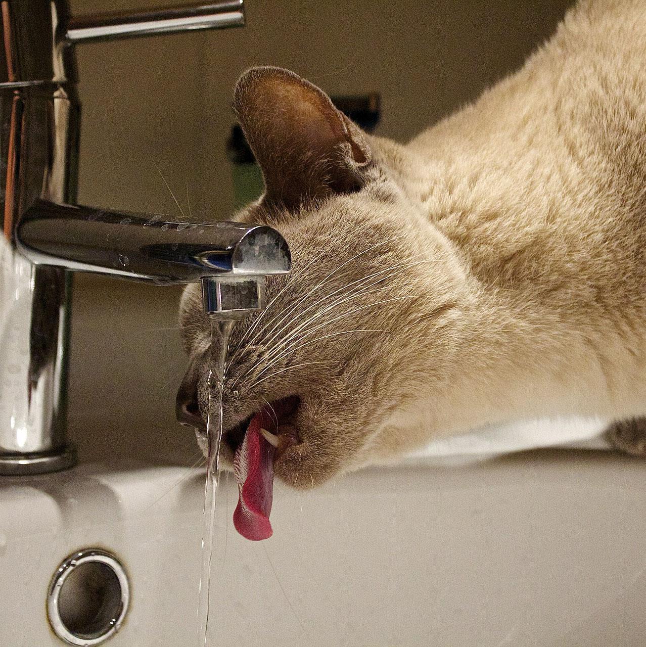 How to Tell if a Cat is Dehydrated