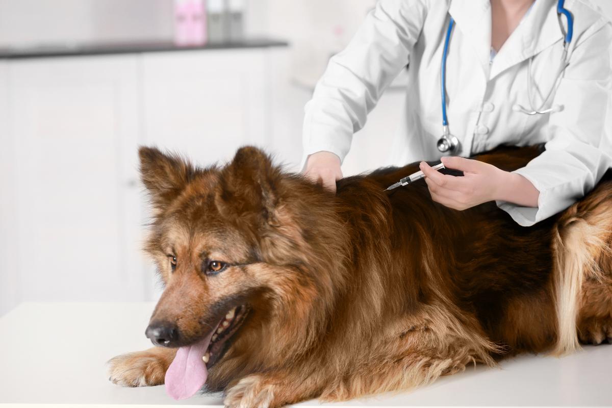 Hard Lump on Dogs - Causes, Diagnosis, and Treatment Options