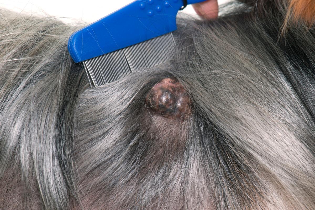 Hard Lump on Dogs - Causes, Diagnosis, and Treatment Options