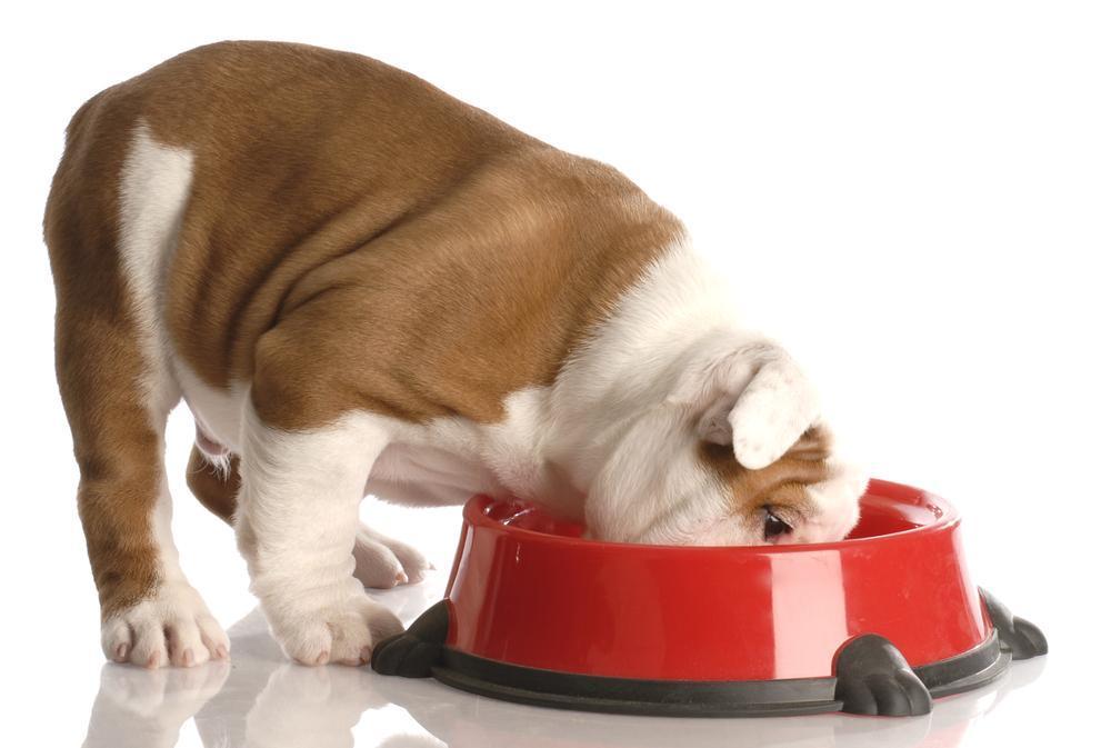 What is the BARF Diet for Dogs? Tips and Example Menu