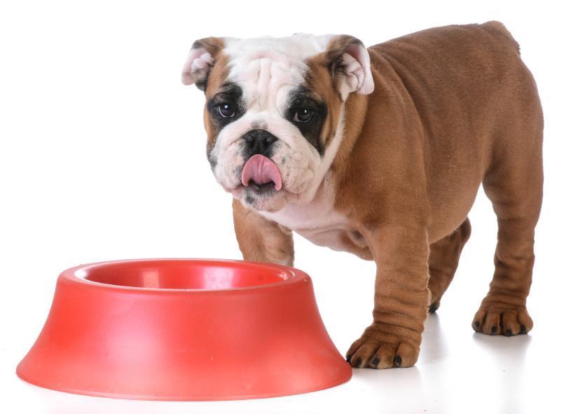 What is the BARF Diet for Dogs? Tips and Example Menu