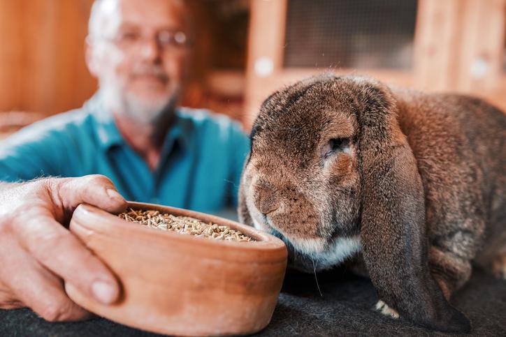 Best Way to Clean a Rabbit's Ears - How to Guide