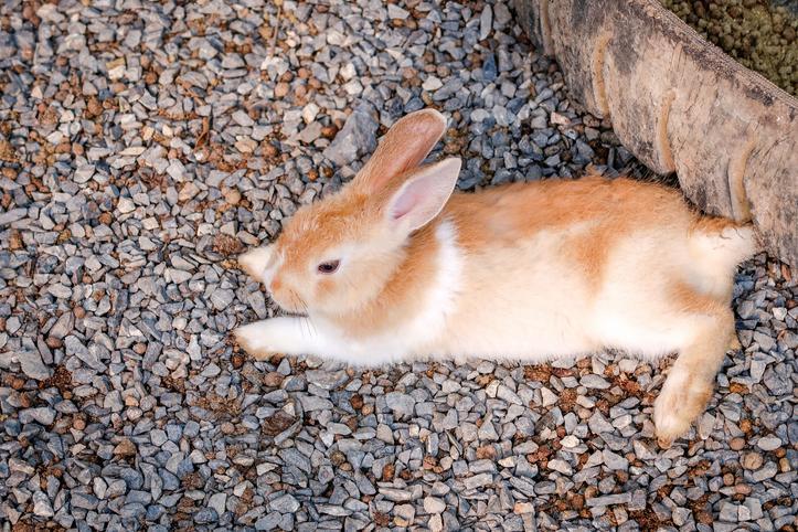 My Rabbit is Dragging Their Back Legs - Hind Legs Not Working