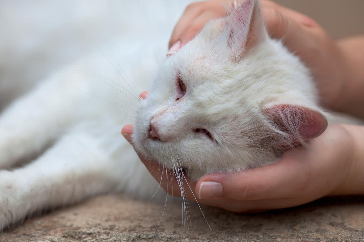 What Is a Normal Cat Temperature? - What’s Normal and When to Worry