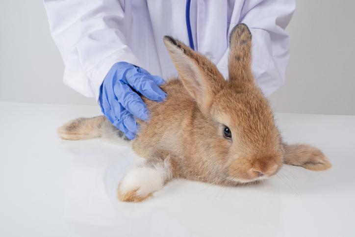My Rabbit is Dragging Their Back Legs - Hind Legs Not Working
