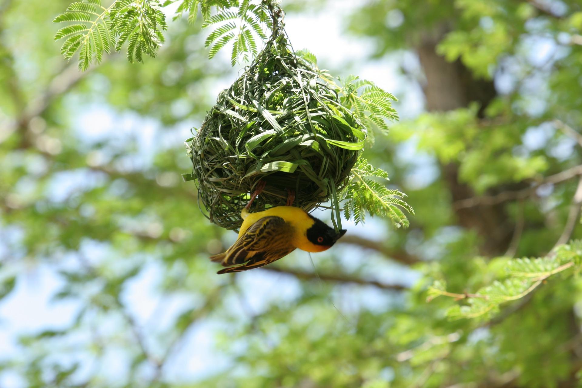 Different Types of Birds Nest - Pictures With Names