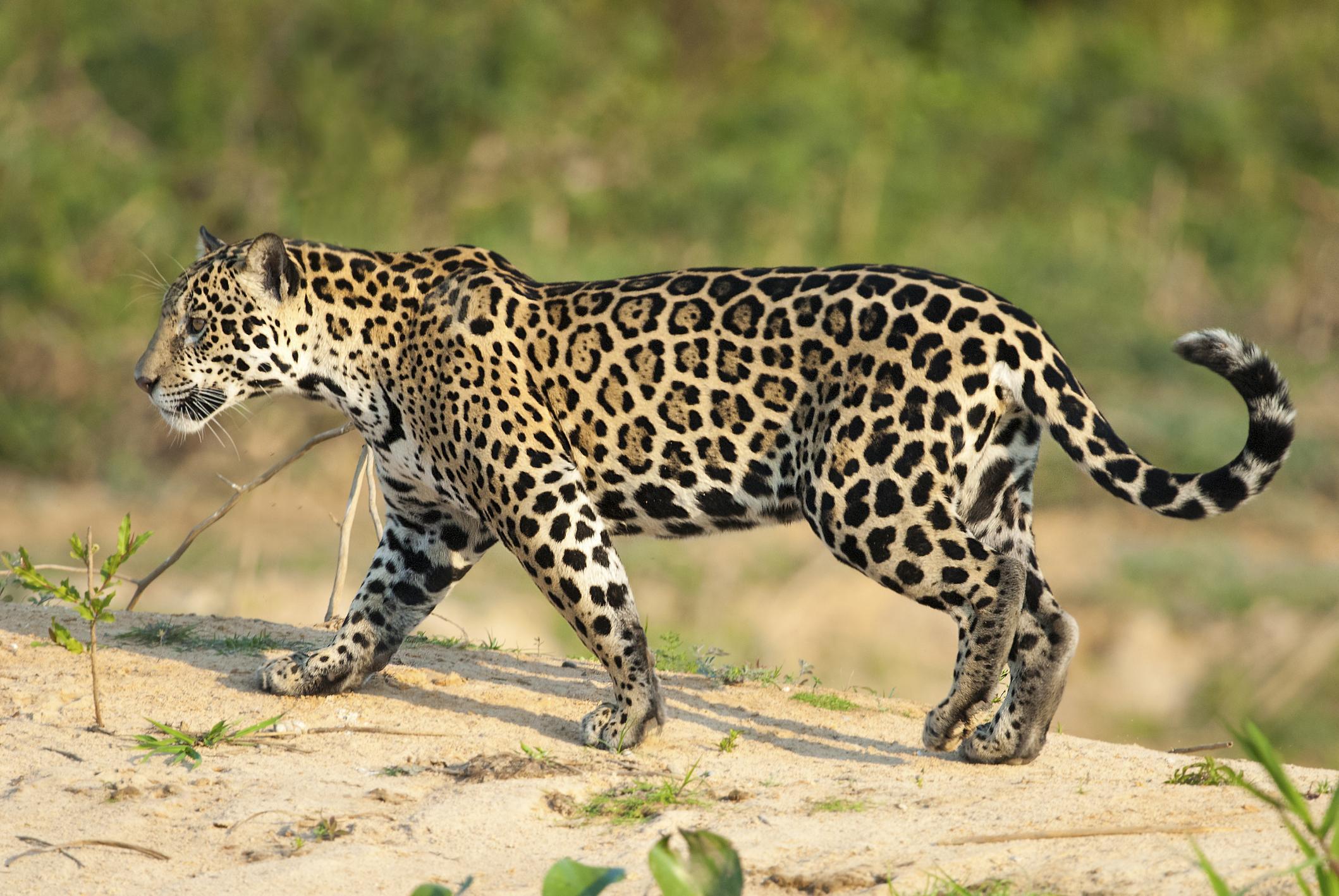 Why Are Jaguars Endangered? - Causes & Facts Explained