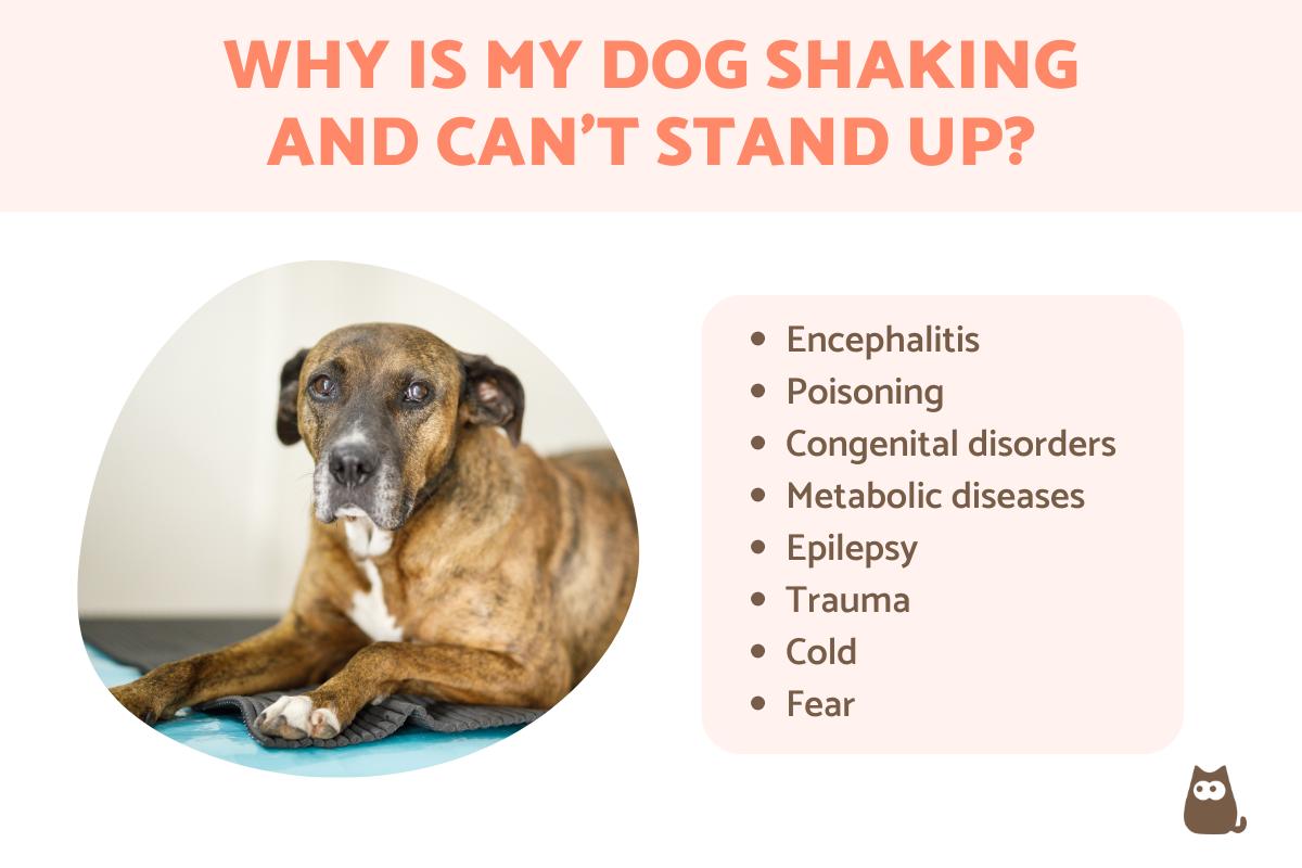 My Dog Is Shaking and Can't Stand Up - Causes and Treatment