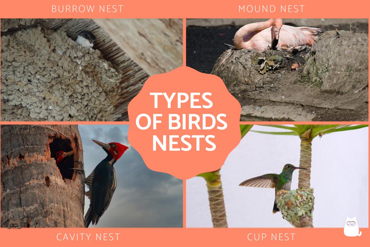 Different Types of Birds Nest - Pictures With Names