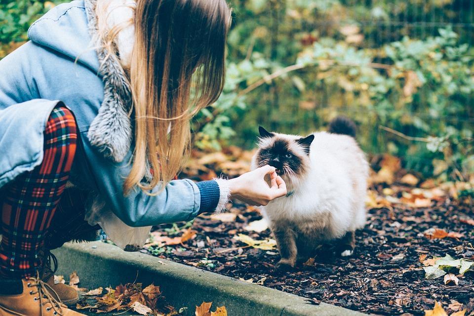 How Do Cats Choose Their Human? - Becoming a Cat's Favorite