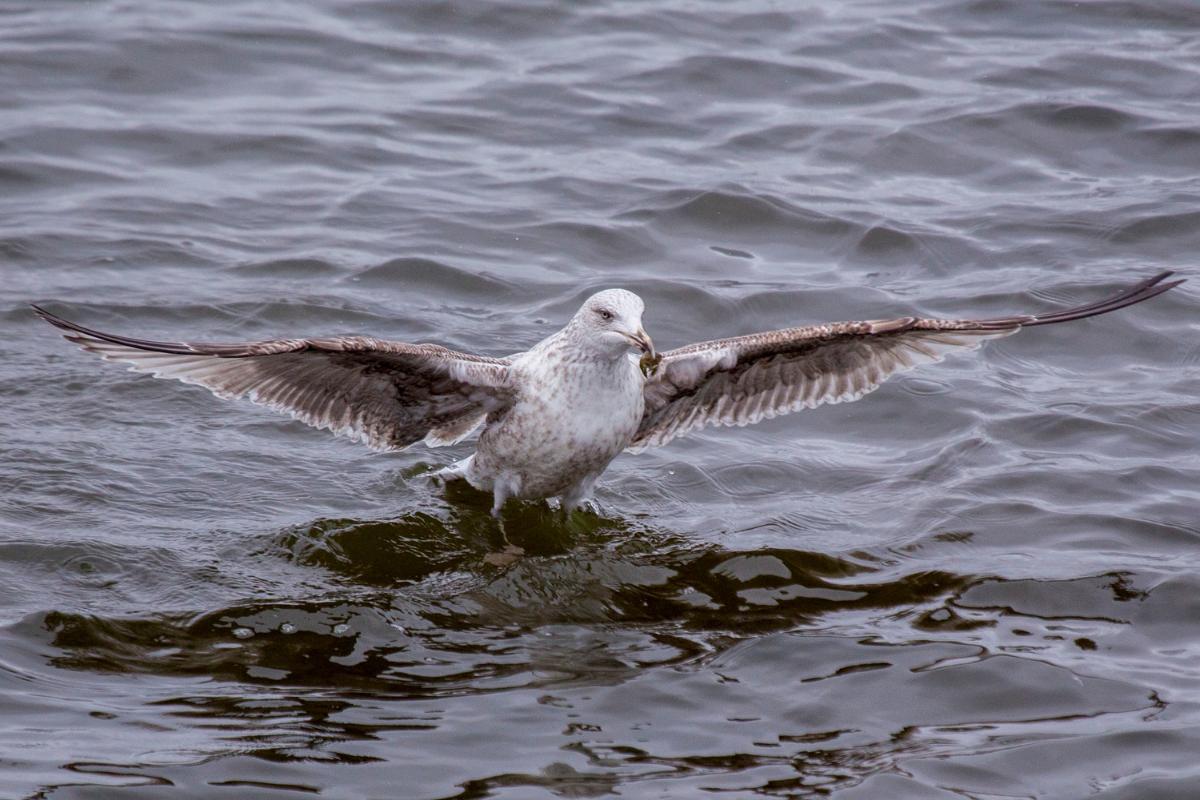 What Do Seagulls Eat? - A Comprehensive Guide to Seagull Feeding Habits