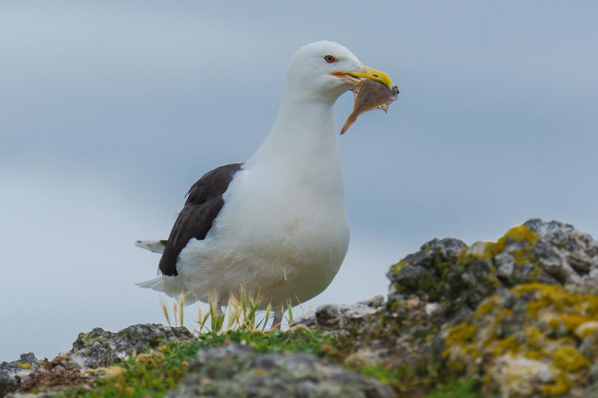 What Do Seagulls Eat? - A Comprehensive Guide to Seagull Feeding Habits