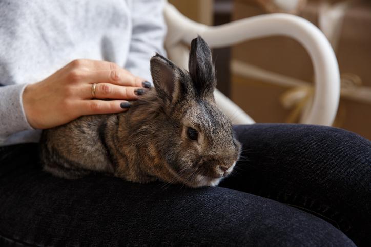 Is My Rabbit In Pain? - 15 Signs!