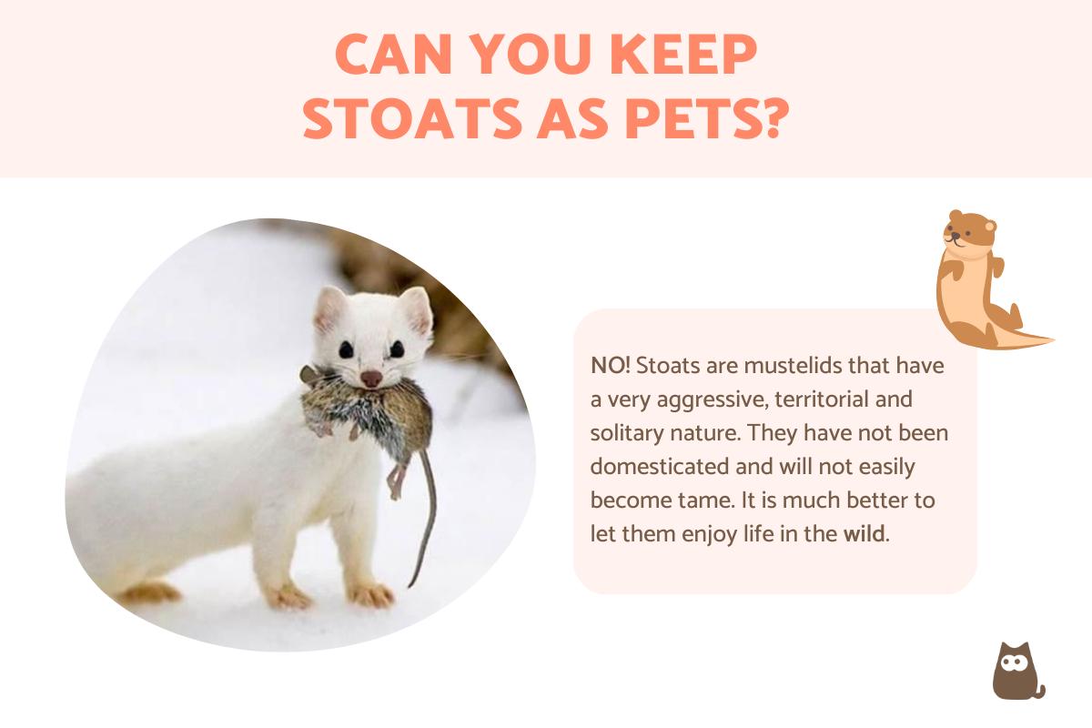 Can You Have a Stoat as a Pet? - Problems With Pet Stoats
