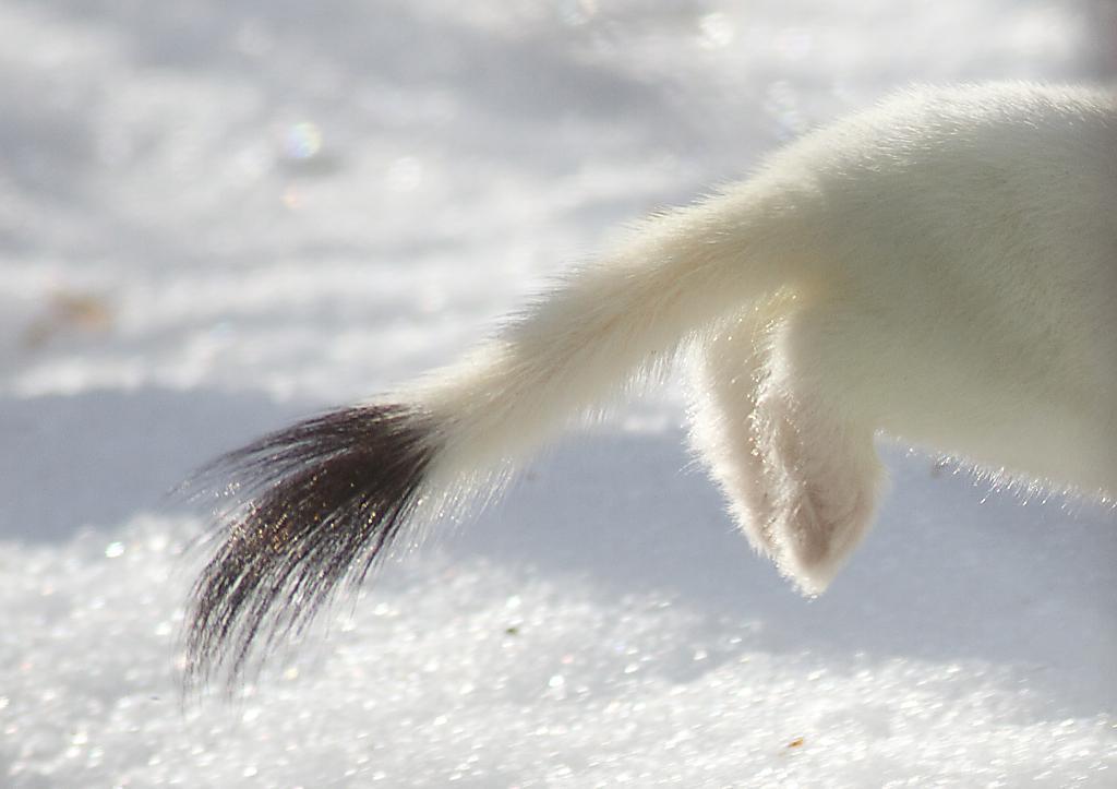 Can You Have a Stoat as a Pet? - Problems With Pet Stoats