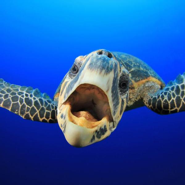 Turtle Sharp Teeth