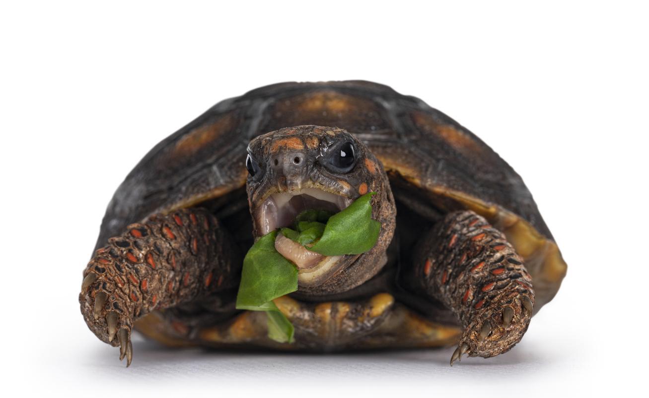 Do Turtles Have Teeth? - Turtles, Tortoises & Terrapins