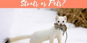 5 Tips to Help a Cat and a Dog Live Together and Get Along