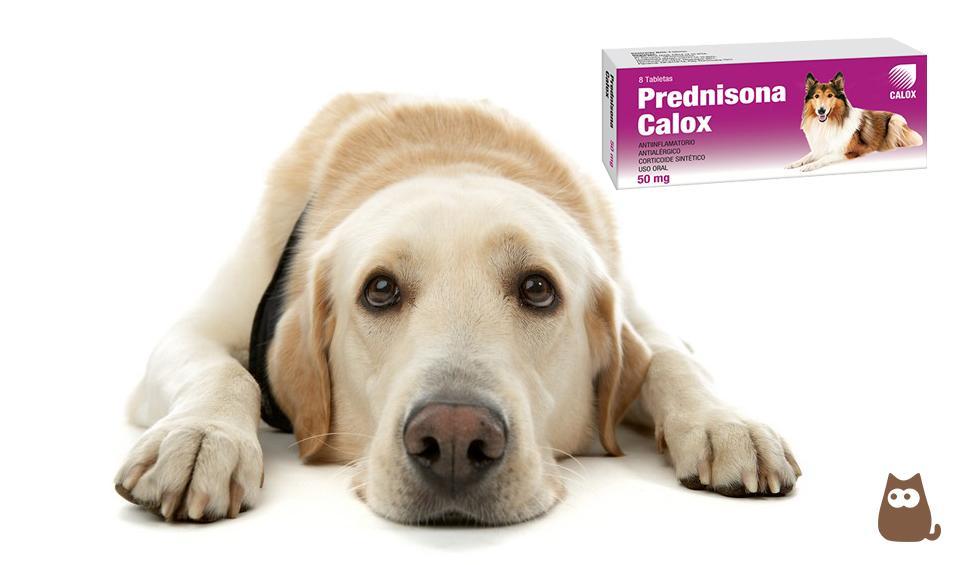 Prednisone for Dogs - Dosage and Side Effects