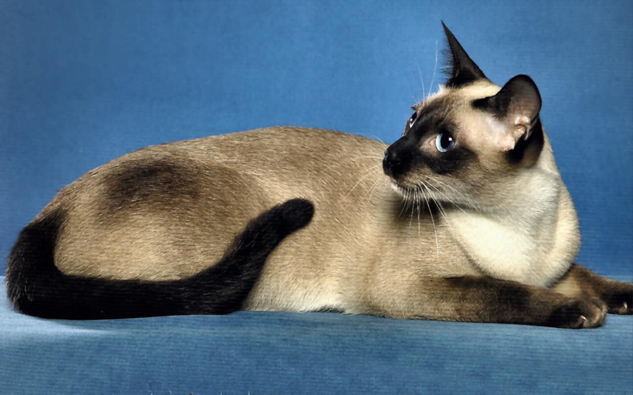 Types of Siamese Cats - 8 Siamese Cat Colors with Pictures