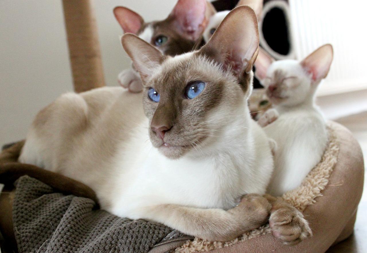 Types of Siamese Cats - 8 Siamese Cat Colors with Pictures
