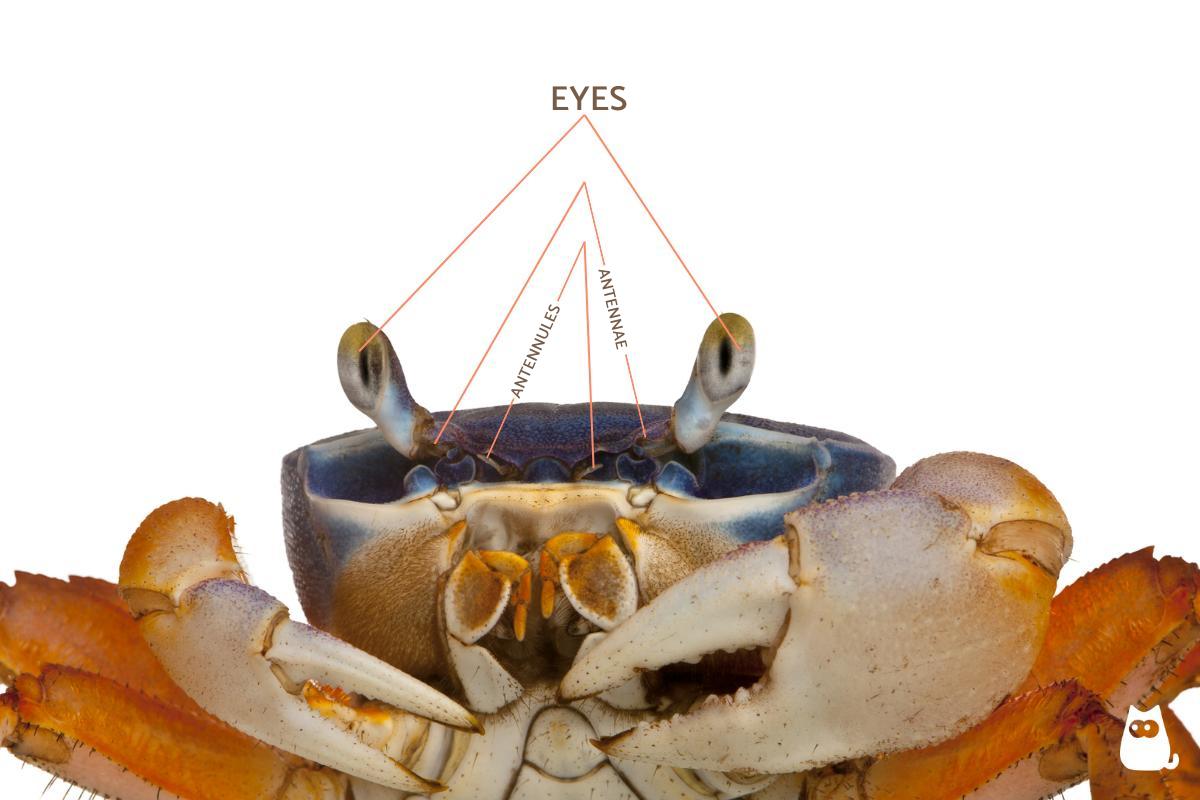 Crab Anatomy - Parts of a Crab With Diagrams