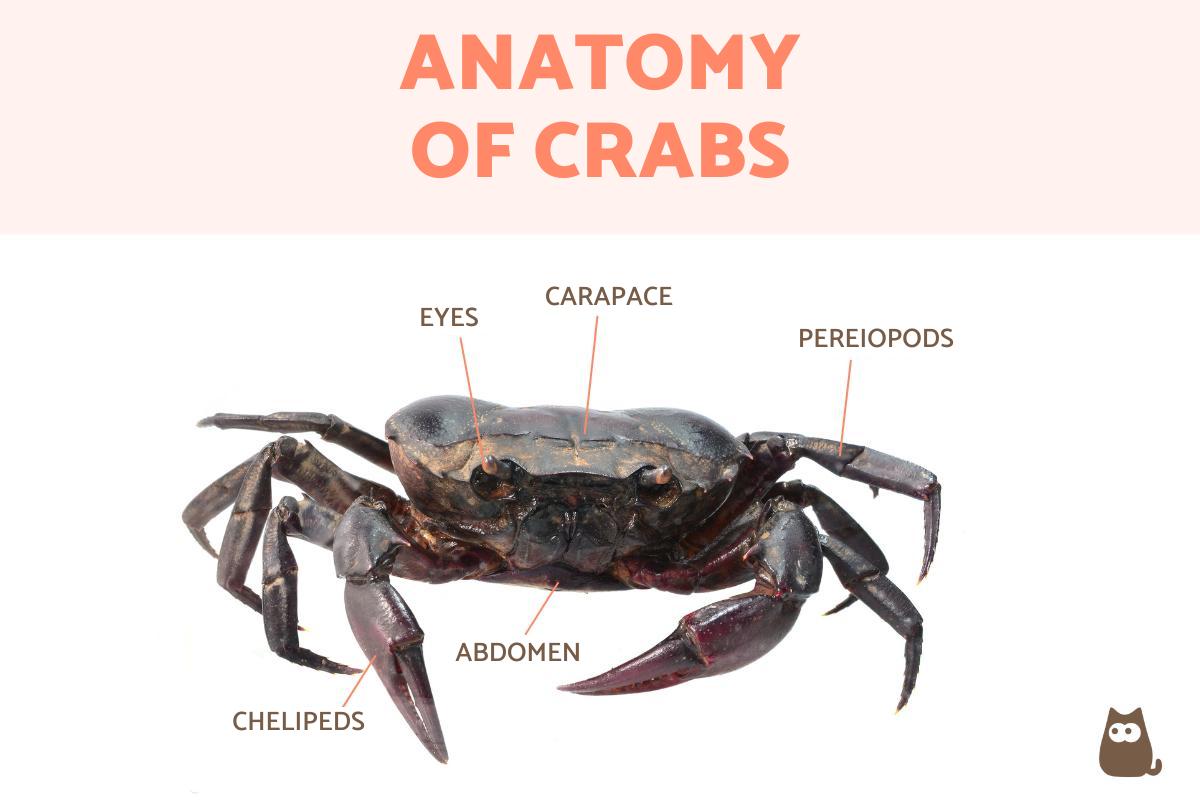 Crab Anatomy - Parts of a Crab With Diagrams