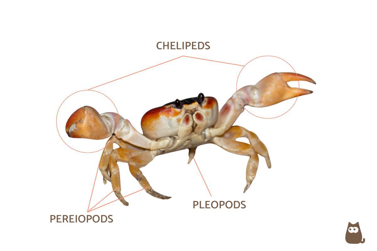 Crab Anatomy - Parts of a Crab With Diagrams