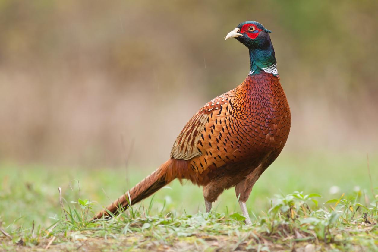 Differences between Male and Female Pheasants