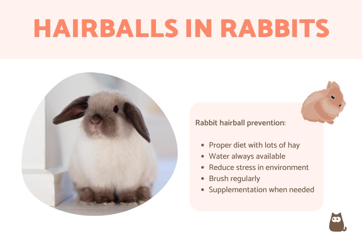 Rabbit Hairballs - Causes, Symptoms and Treatment