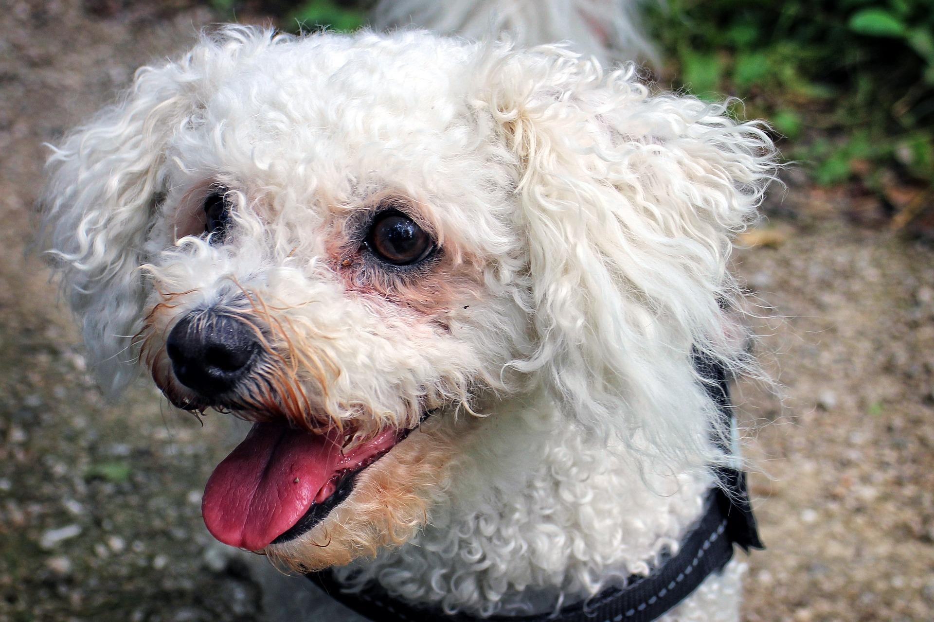 Curly Haired Dog Breeds - List and Description - With Photos