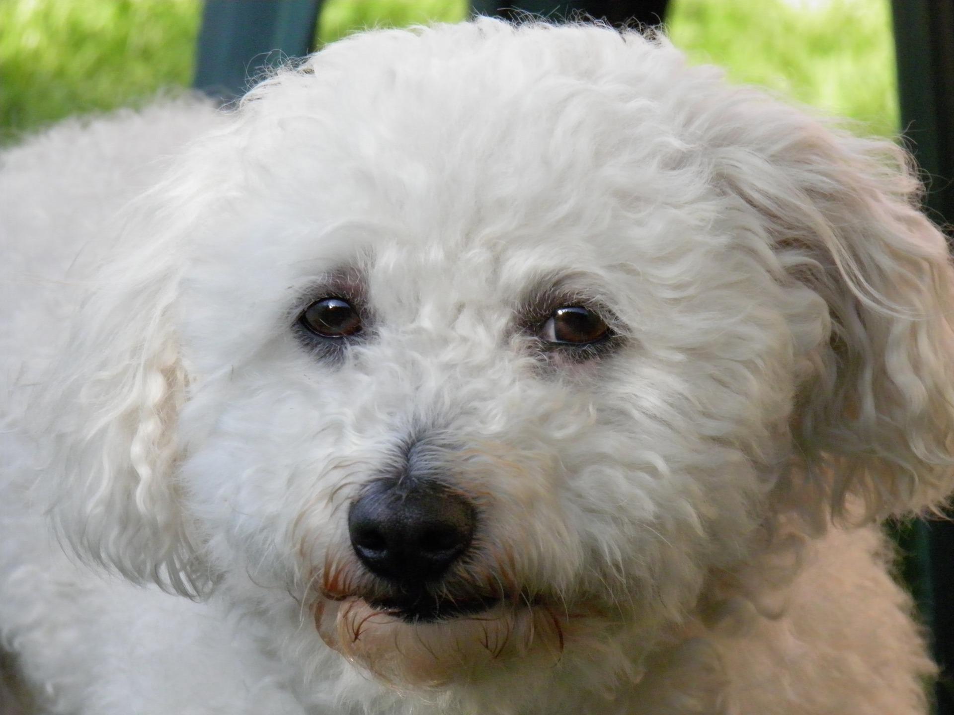 Curly Haired Dog Breeds - List and Description - With Photos