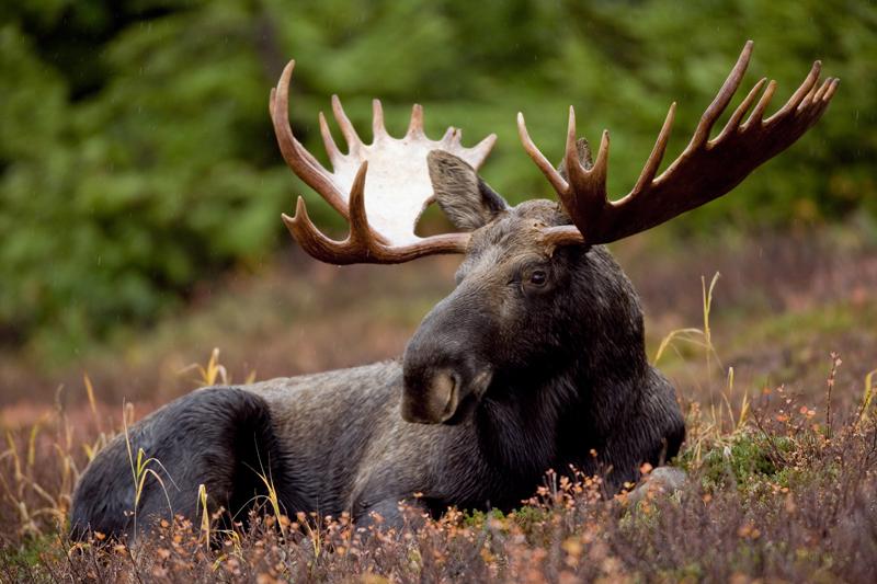 The 10 Most Dangerous Animals in Canada