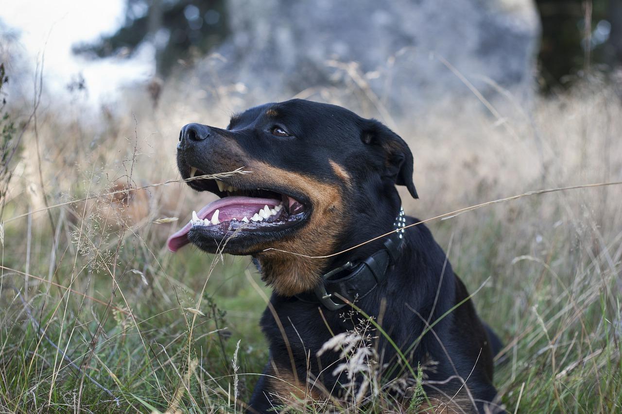 Are Rottweilers Dangerous Dogs?