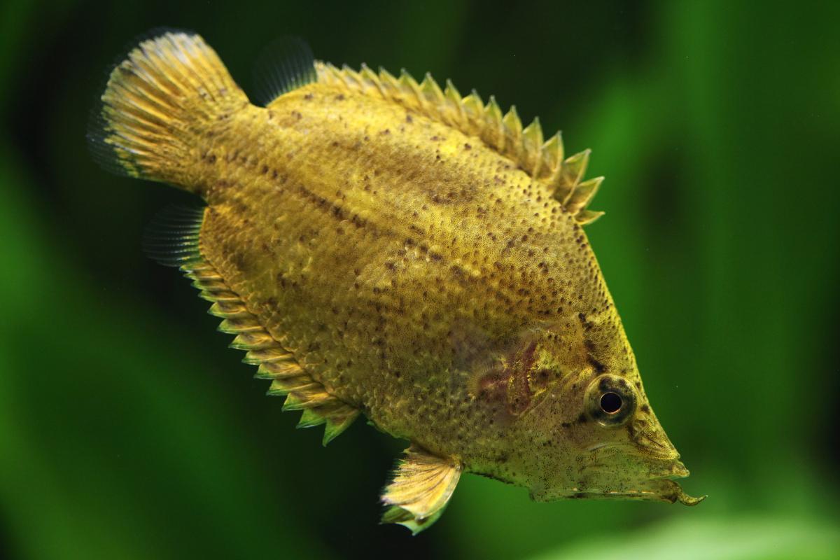 10 Fish of the Amazon River - Amazonian Fish Species