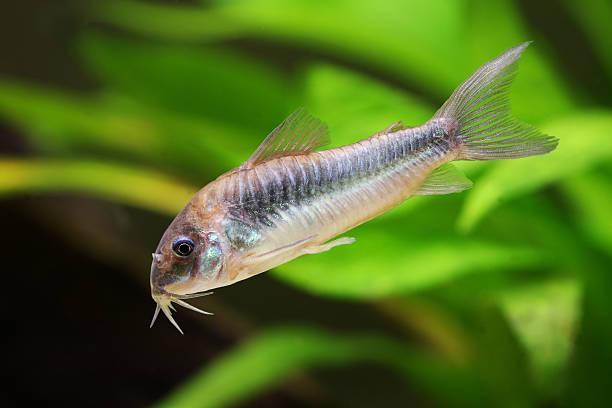 10 Fish of the Amazon River - Amazonian Fish Species