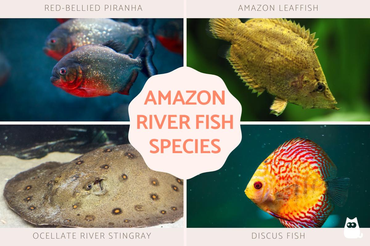 10 Fish of the Amazon River - Amazonian Fish Species