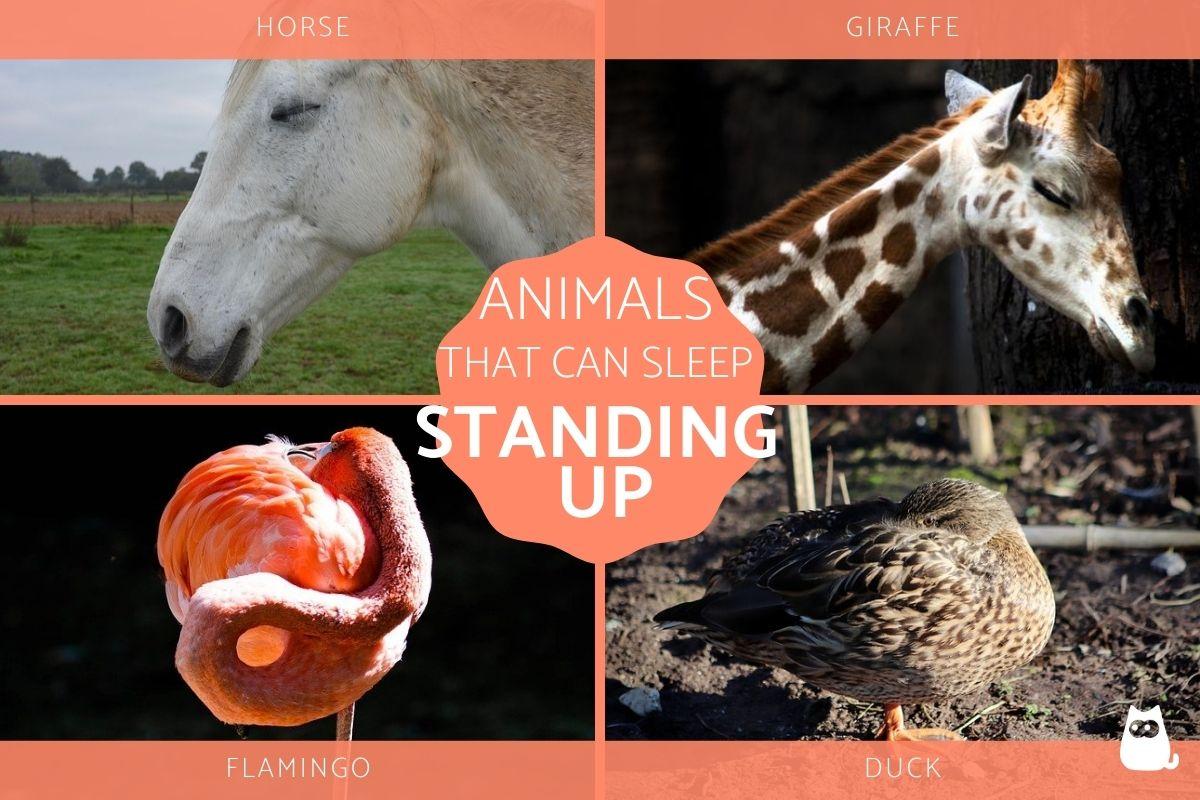 What Animals Sleep Standing Up? - List of Examples