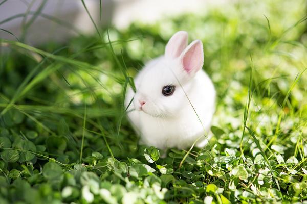 Feeding A Dwarf Rabbit - A Complete Guide!