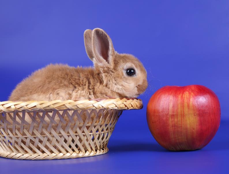Feeding A Dwarf Rabbit - A Complete Guide!
