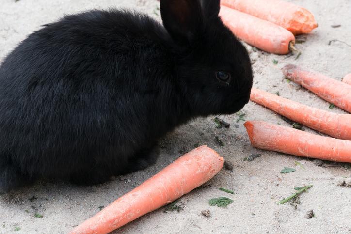 Feeding A Dwarf Rabbit - A Complete Guide!