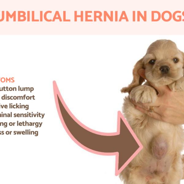 Canine Umbilical Hernia Causes Symptoms Treatment